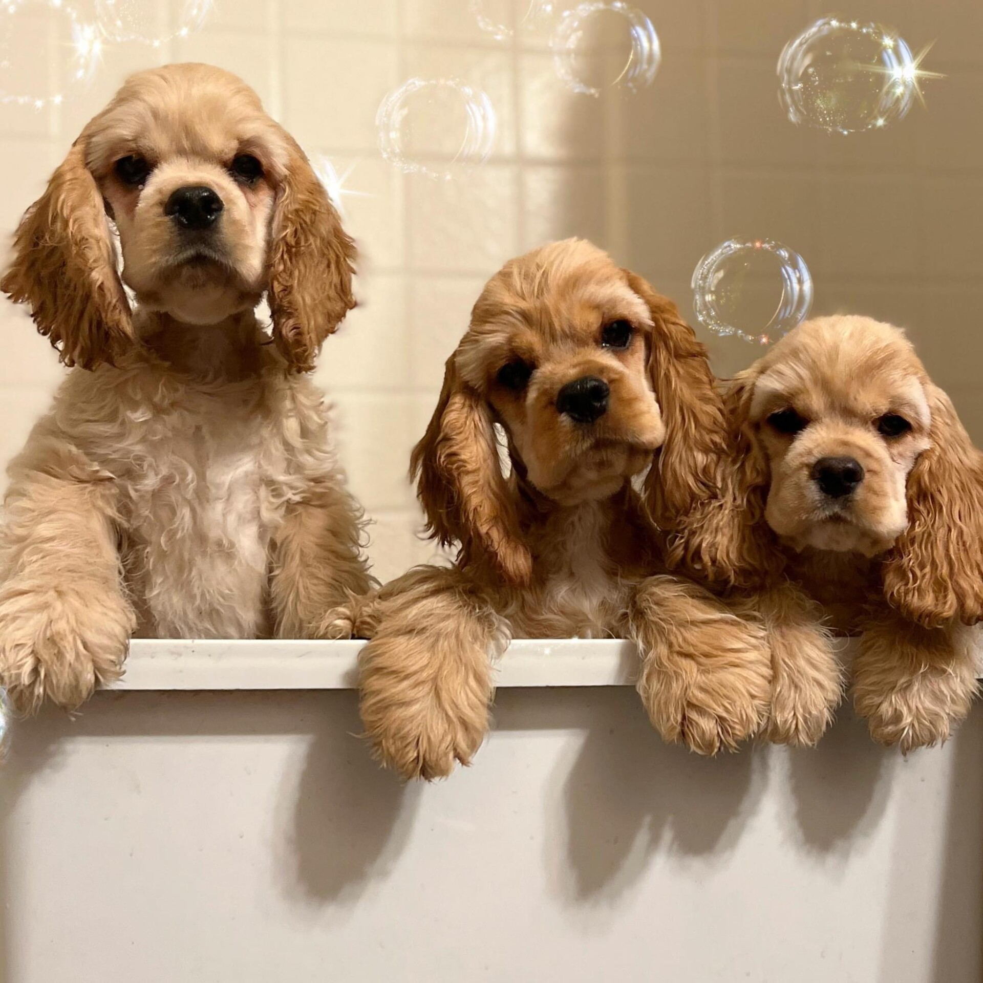 Cocker-Puppies-Patricia-Elkins - Vellus